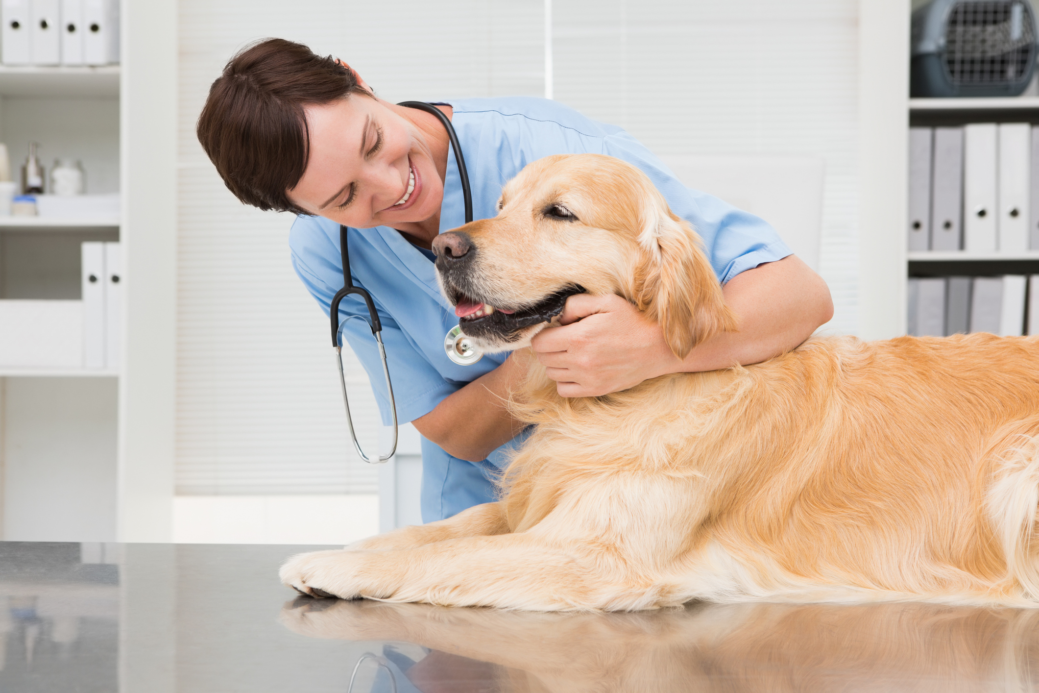 Tips to Give Your Veterinary Practice a Competitive Edge - Positive ...